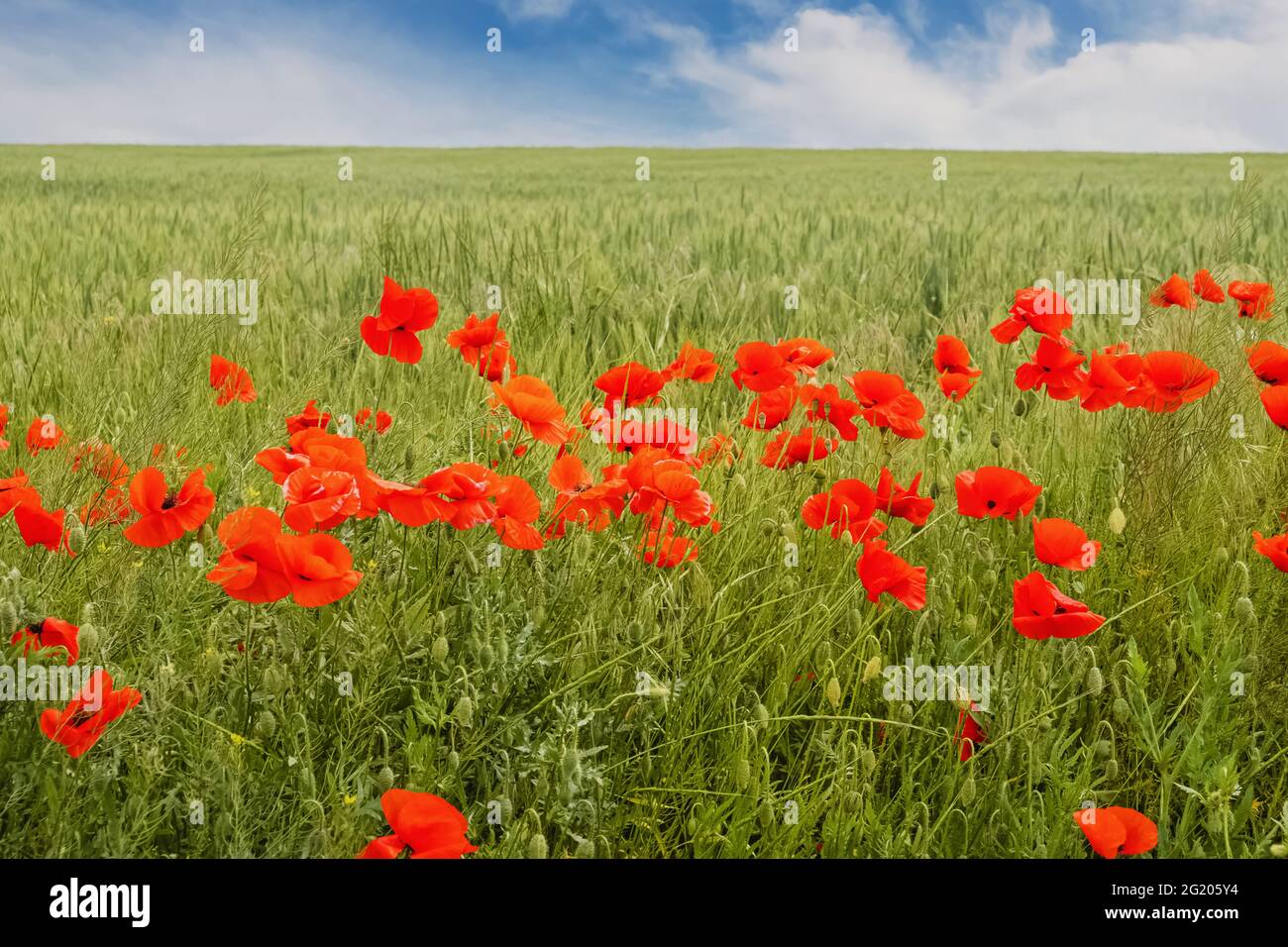 Blossom red poppy bush hi-res stock photography and images - Alamy