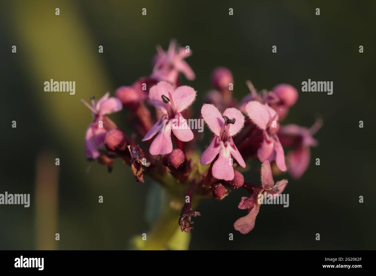 Lesser horn of plenty, Fedia graciliflora. Malta, Mediterranean Stock ...
