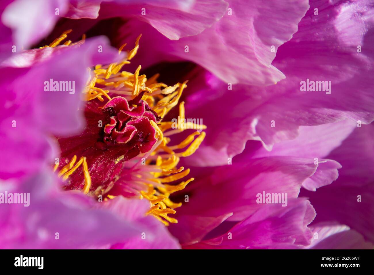 Decorative macro of a seed capsule of a violet peony. With petals ...