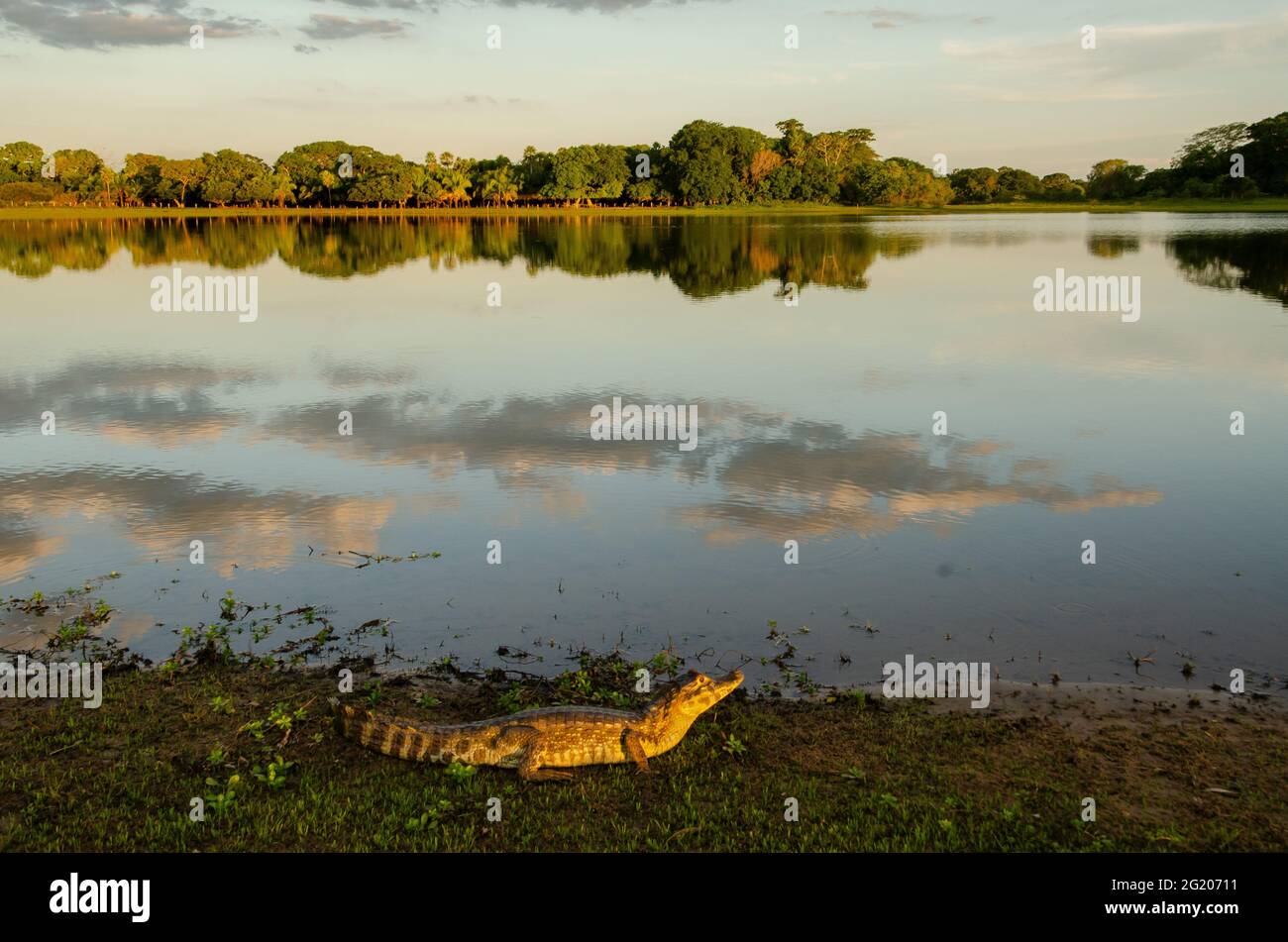 A caiman croc can be seen by a lake in the pantanal wetlands region of ...