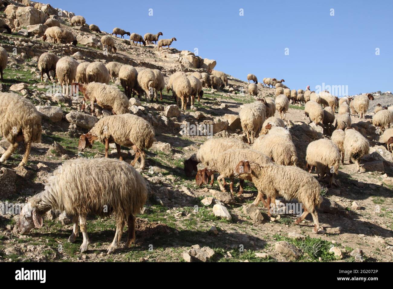 Sheep grazing among the rocks on the slopes of a hill going down to ...