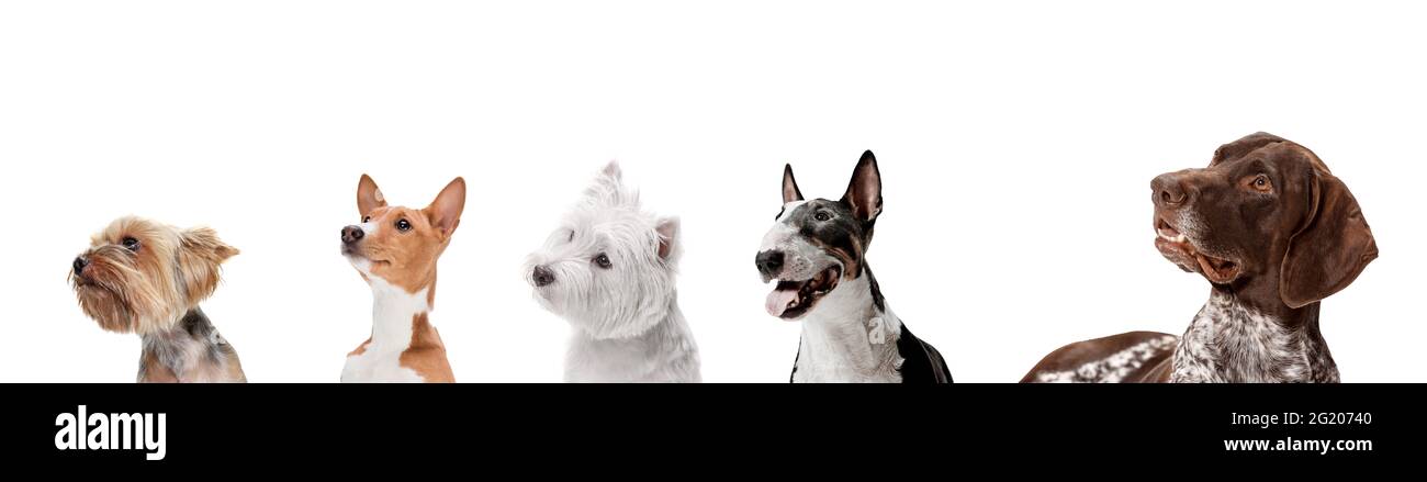 Art collage made of funny dogs different breeds posing isolated over white studio background ...