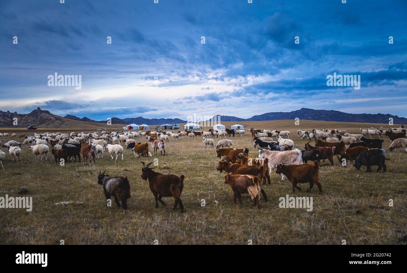 sheep on the inner mongolia prairie Stock Photo - Alamy
