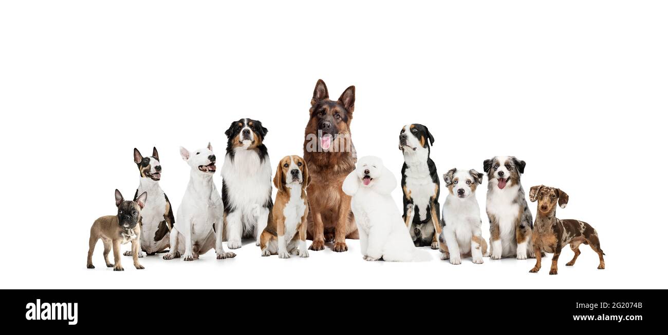 Art collage made of funny dogs different breeds posing isolated over white studio background ...