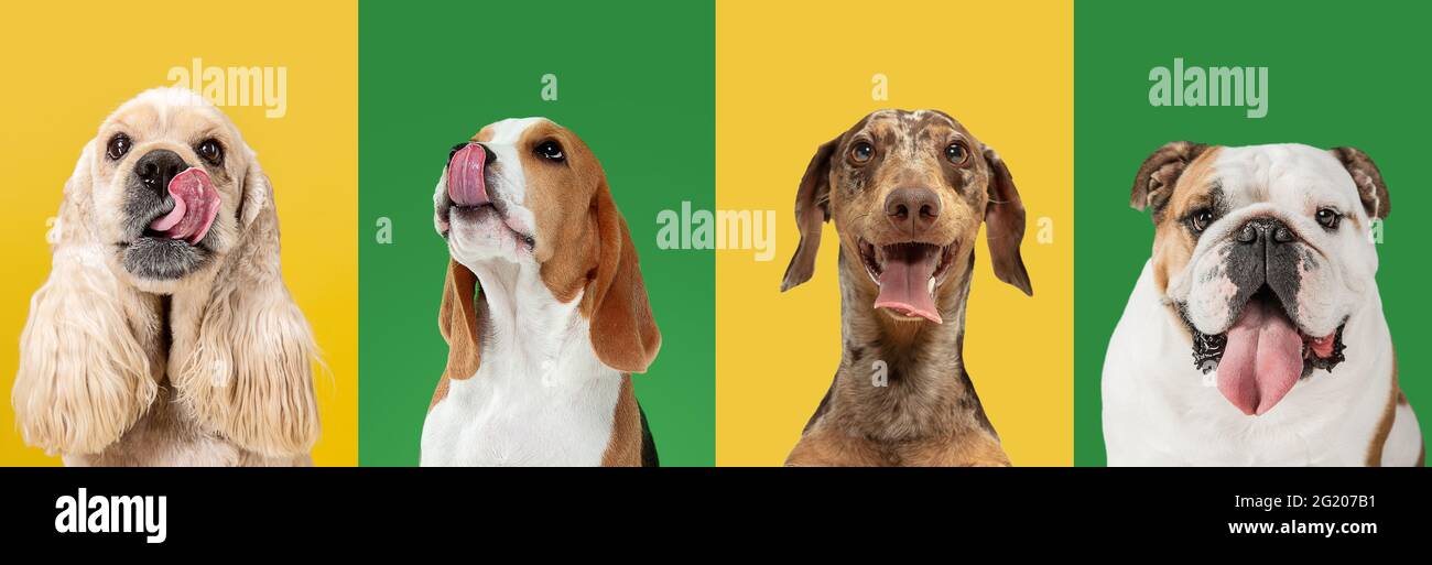 Art collage made of funny dogs different breeds on multicolored studio ...