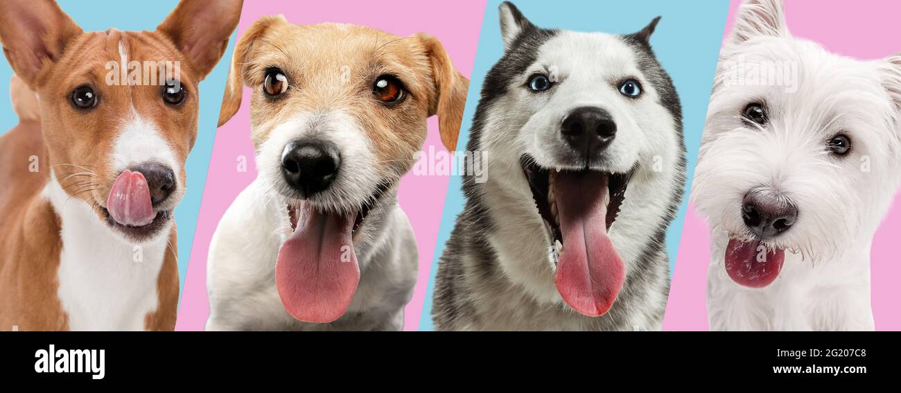 Art collage made of funny dogs different breeds on multicolored studio ...