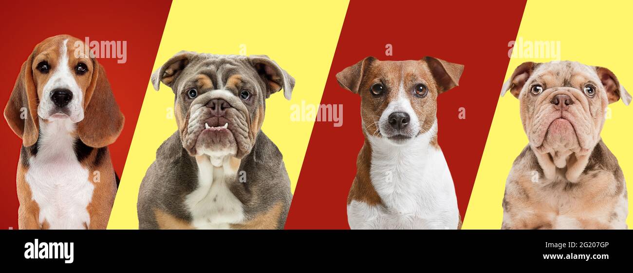 Art collage made of funny dogs different breeds on multicolored studio ...