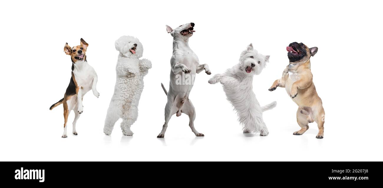 Art collage made of funny dogs different breeds posing isolated over white studio background ...