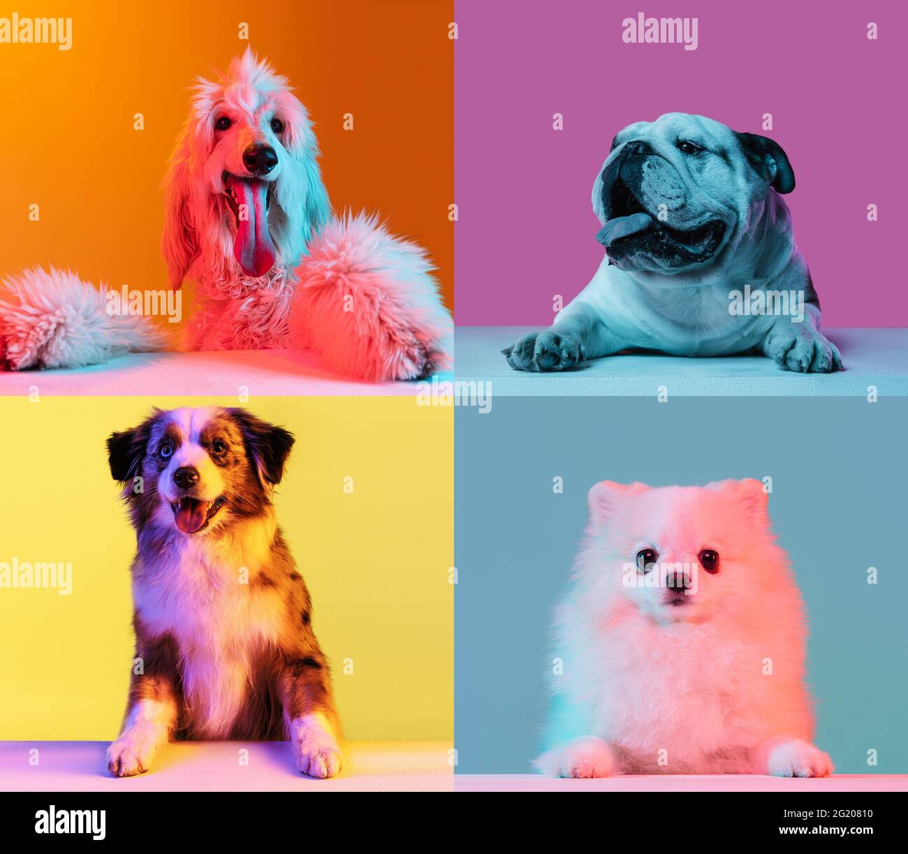 Art collage made of funny dogs different breeds on multicolored studio ...