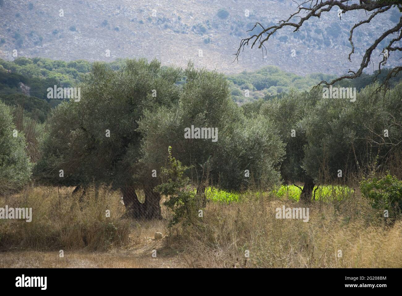 big olive trees in remote landscape of greek island Cret Stock Photo ...