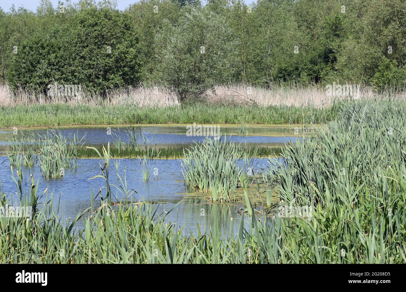 Pond with reed mace or bulrush, Typha latifolia, invading the open ...