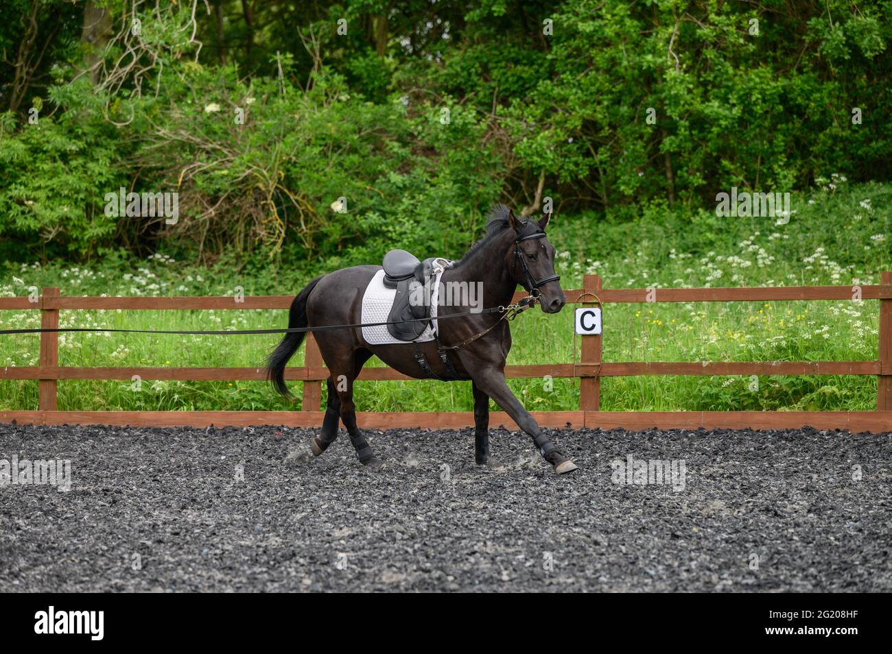 Horse being lunged hi-res stock photography and images - Alamy