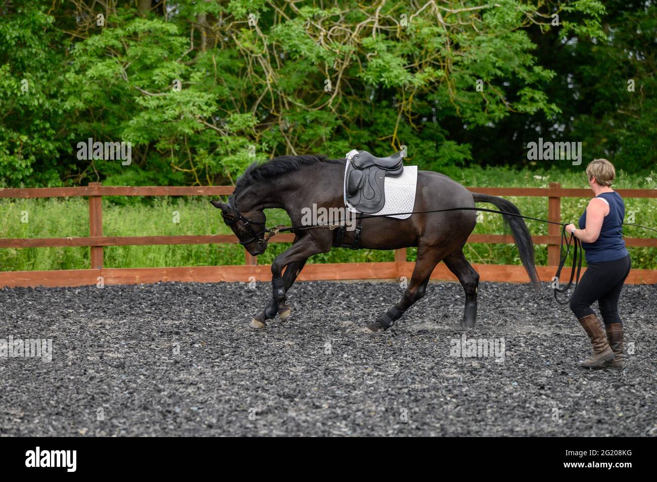 Horse being lunged hi-res stock photography and images - Alamy