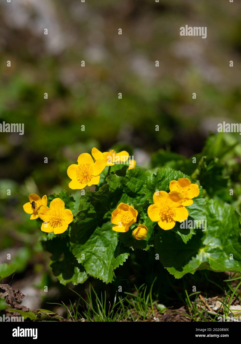 A group of kingcups on a sunny day in early summer in the Austrian Alps ...