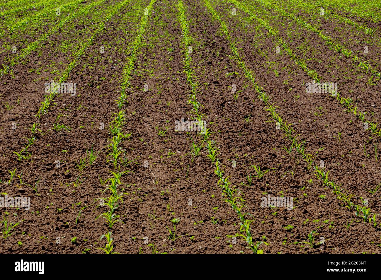 Cornfield with seedlings hi-res stock photography and images - Alamy