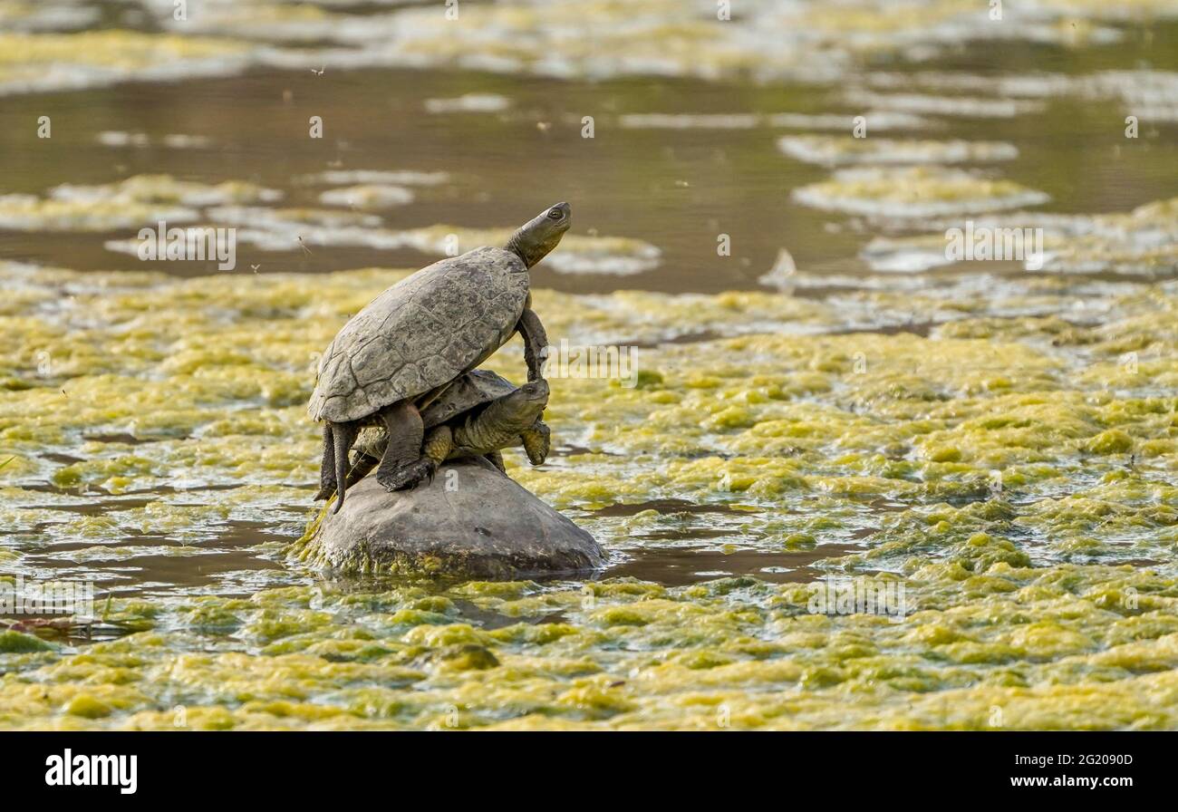 Basking turtle hi-res stock photography and images - Alamy