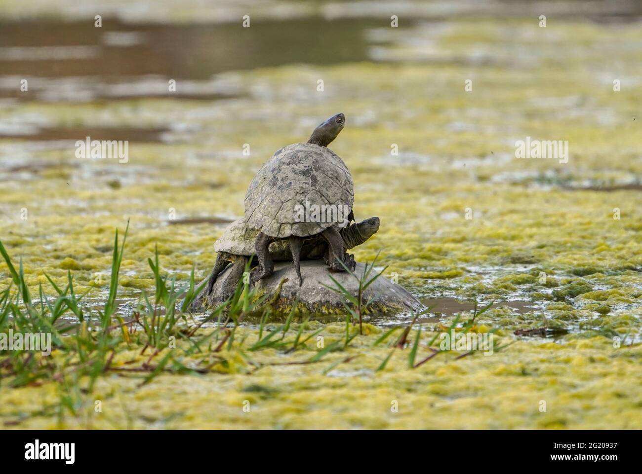 Spanish pond turtle (Mauremys leprosa) basking in sun on top of each ...