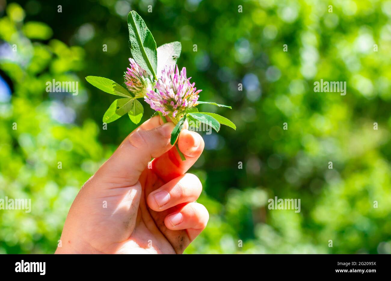 Wild flower in a child's hand. Clover flower in hand. Walk in the ...