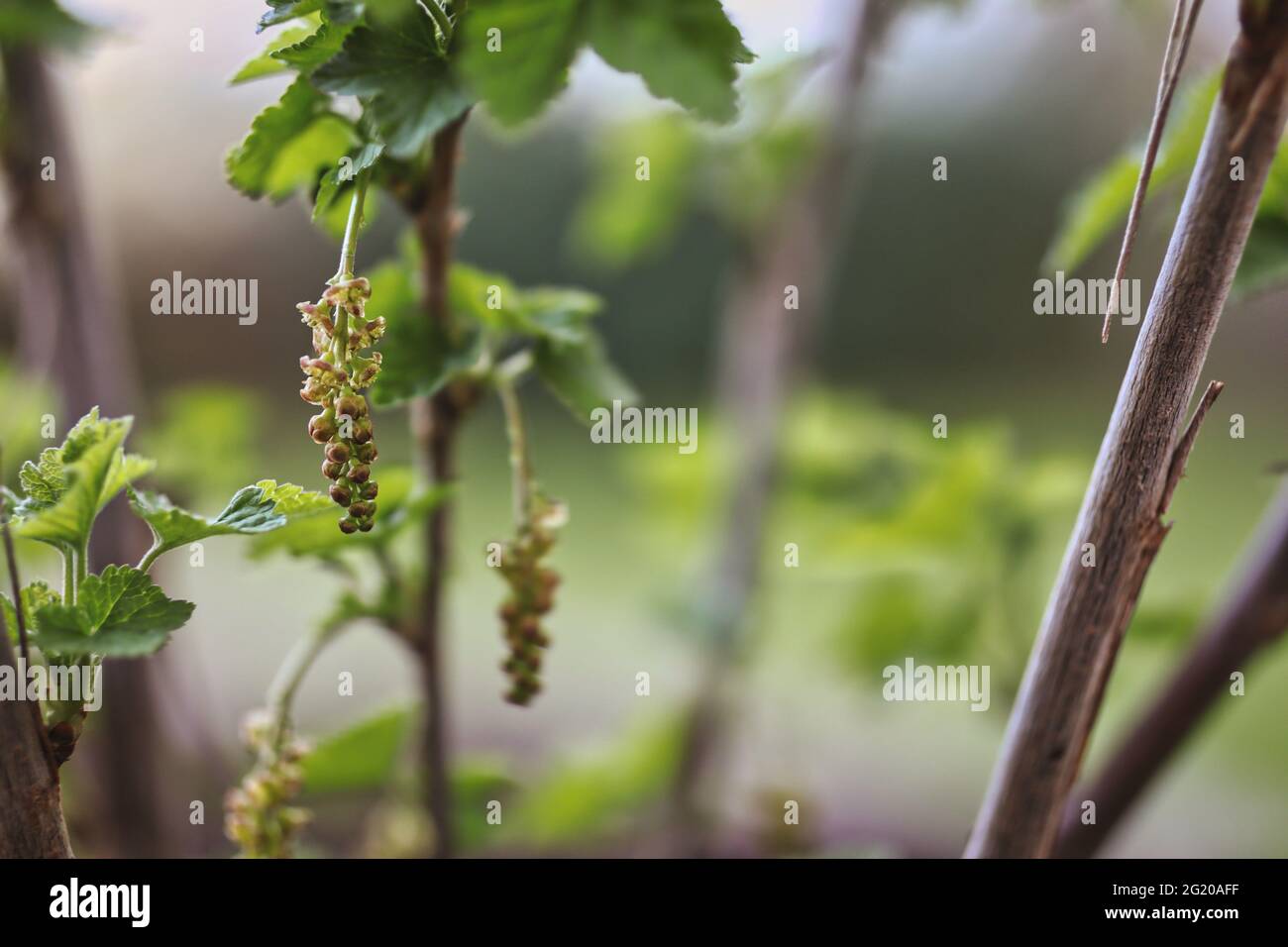 Growing redcurrant hi-res stock photography and images - Alamy
