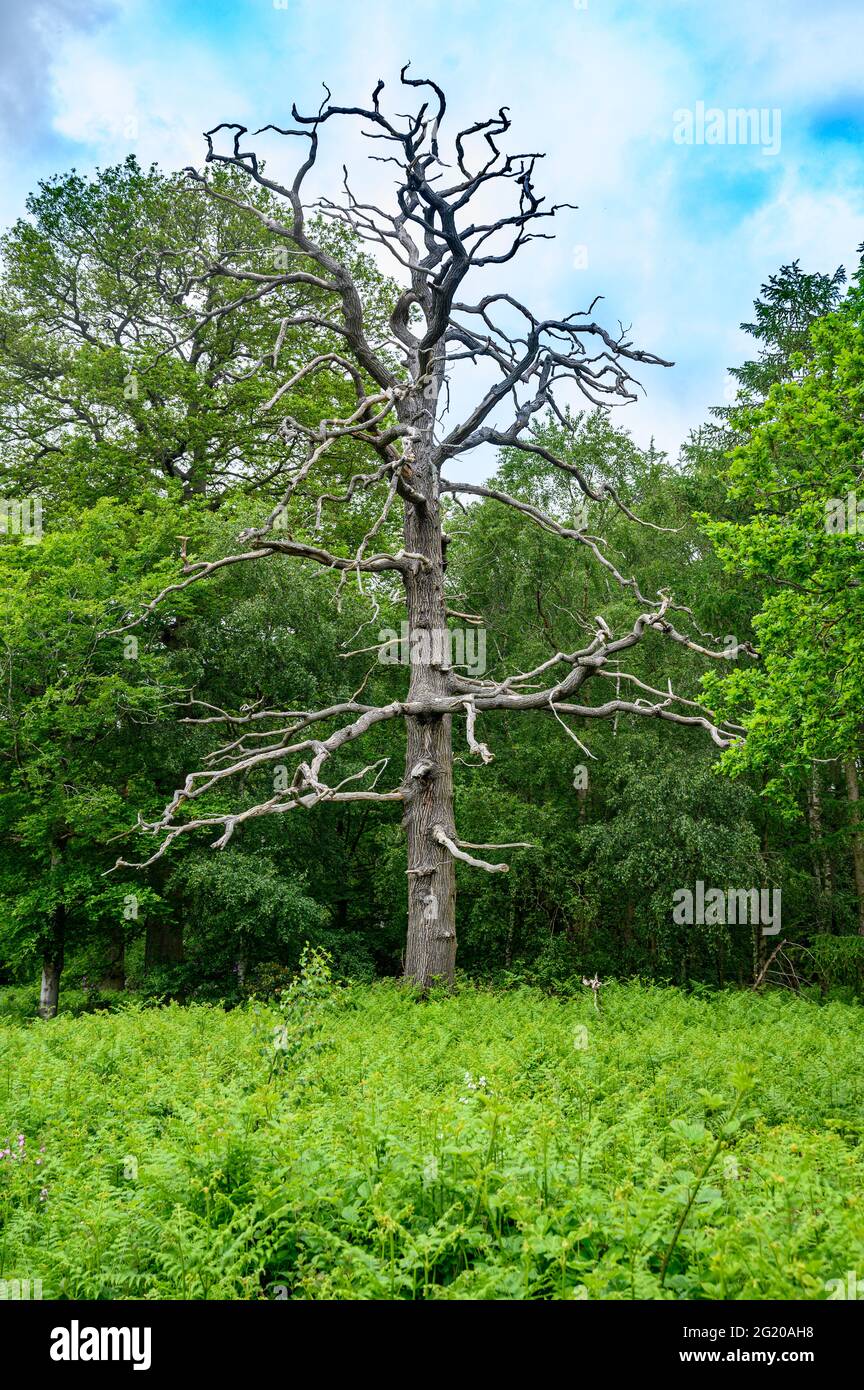 Nocton Wood, Lincolnshire, England, UK. A dead tree, with no leaves, in ...
