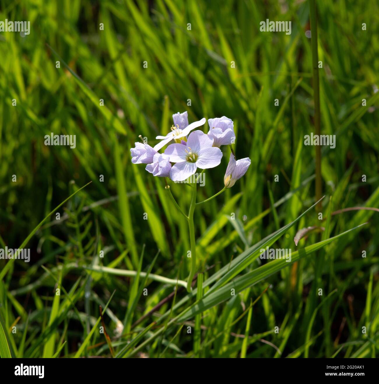Cuckoo Flower Cardamine pratensis Stock Photo - Alamy