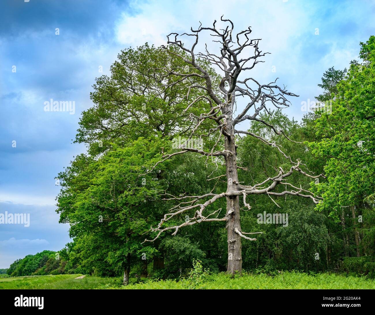 Old dead tree in a deciduous forest in summer hi-res stock photography ...