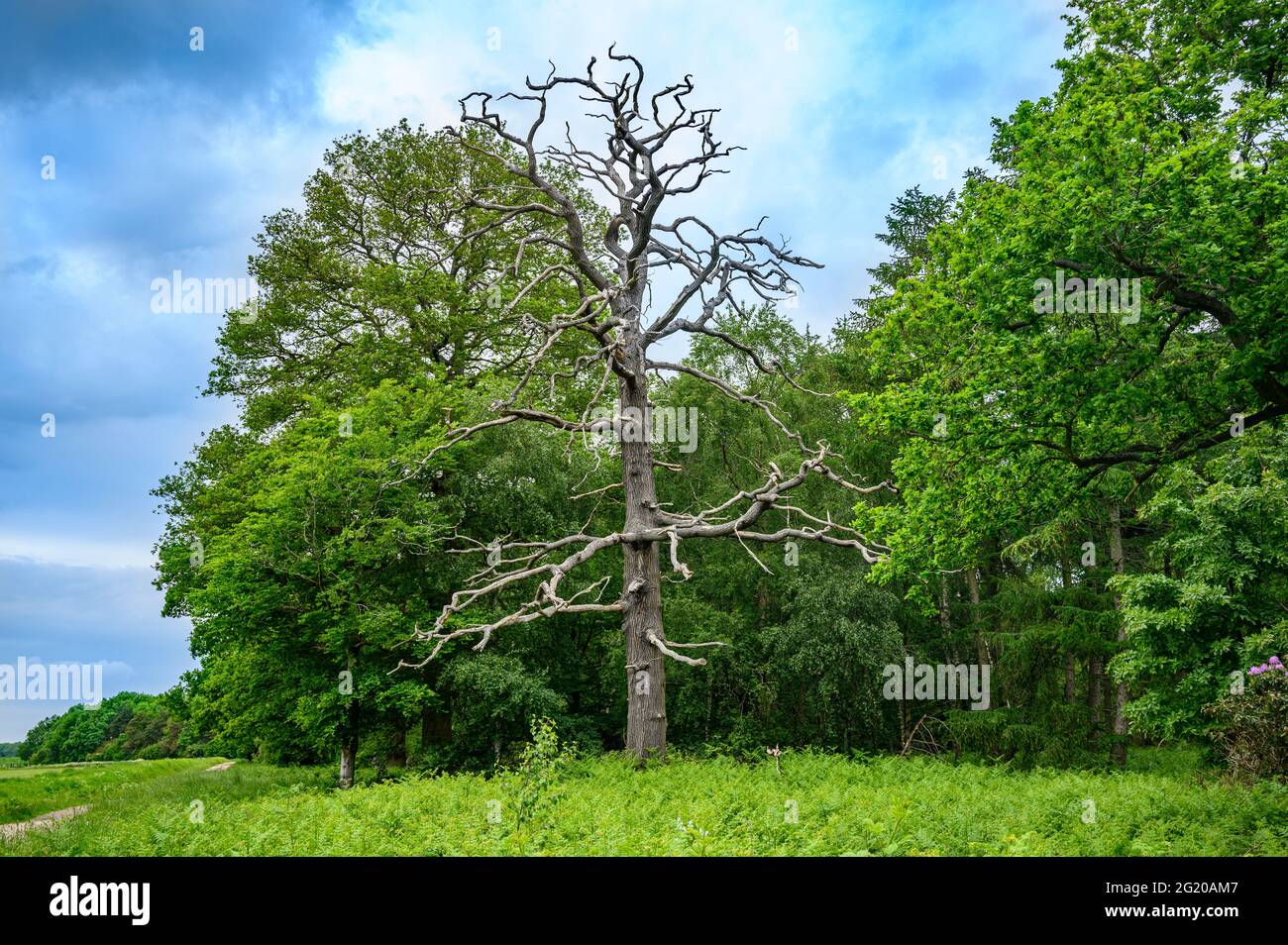 Nocton Wood, Lincolnshire, England, UK. A dead tree, with no leaves, in ...