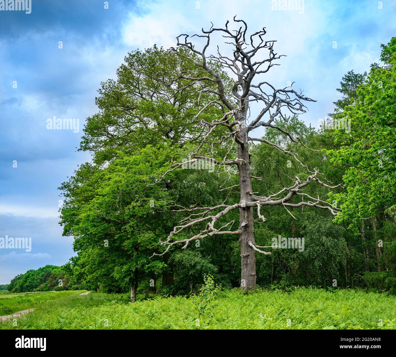 Dead Fern Leaves High Resolution Stock Photography and Images - Alamy