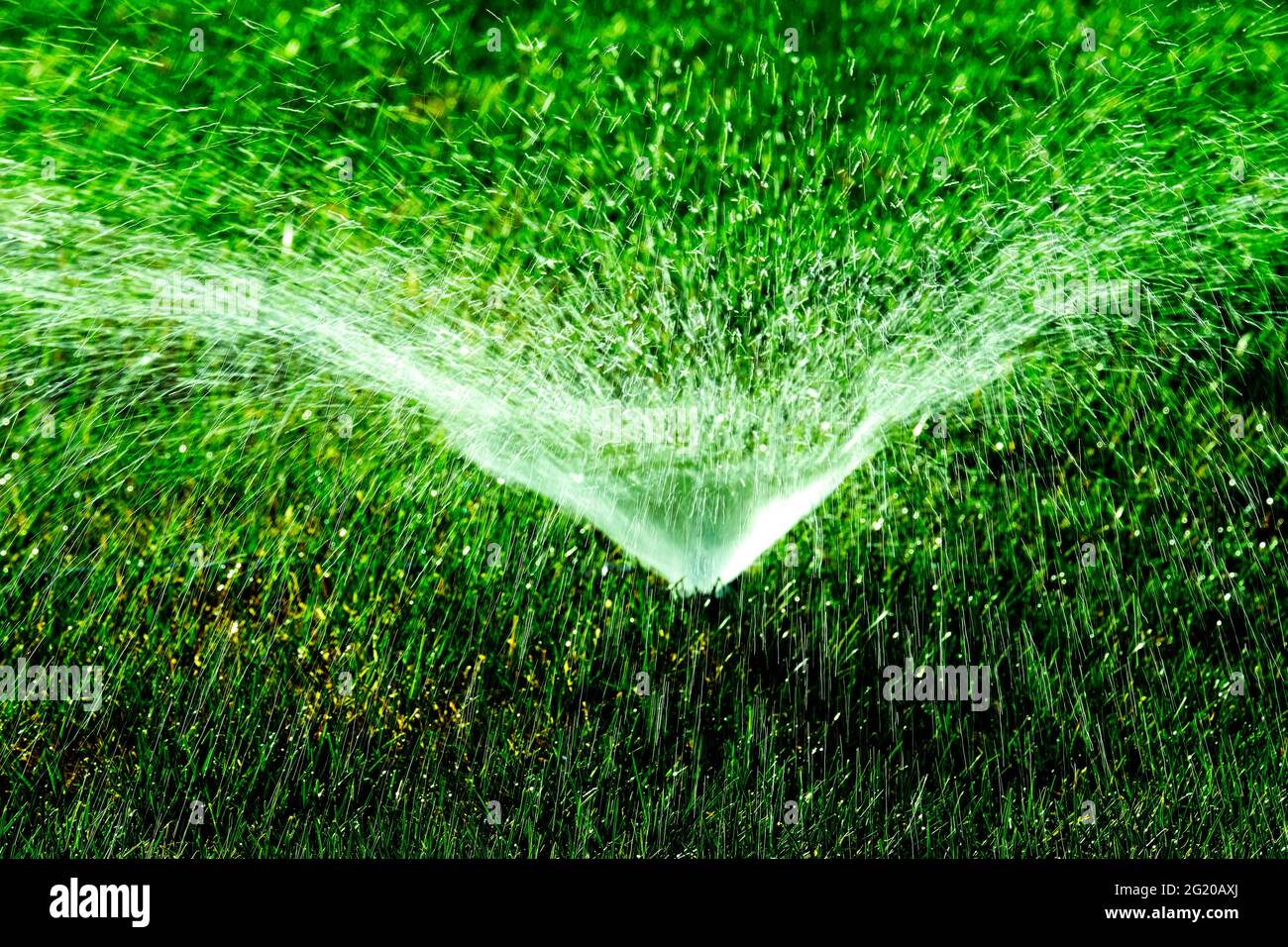 Sprinkler in the grass of a yard spraying water drops for irrigation ...