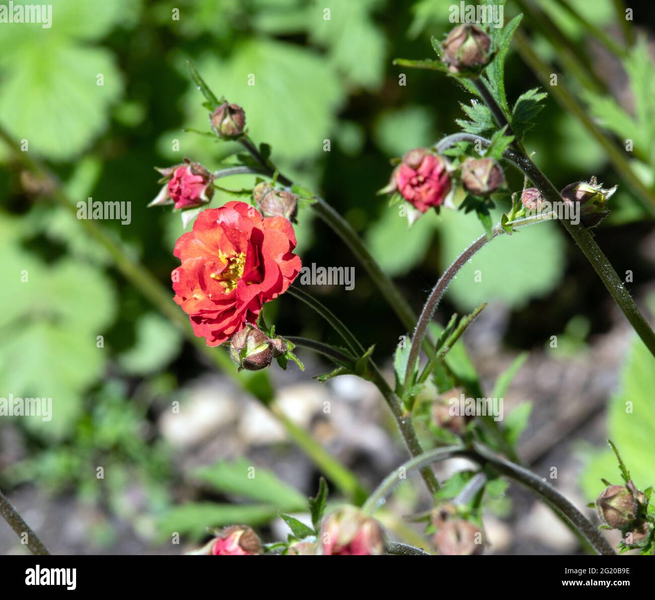 Rubin hi-res stock photography and images - Alamy