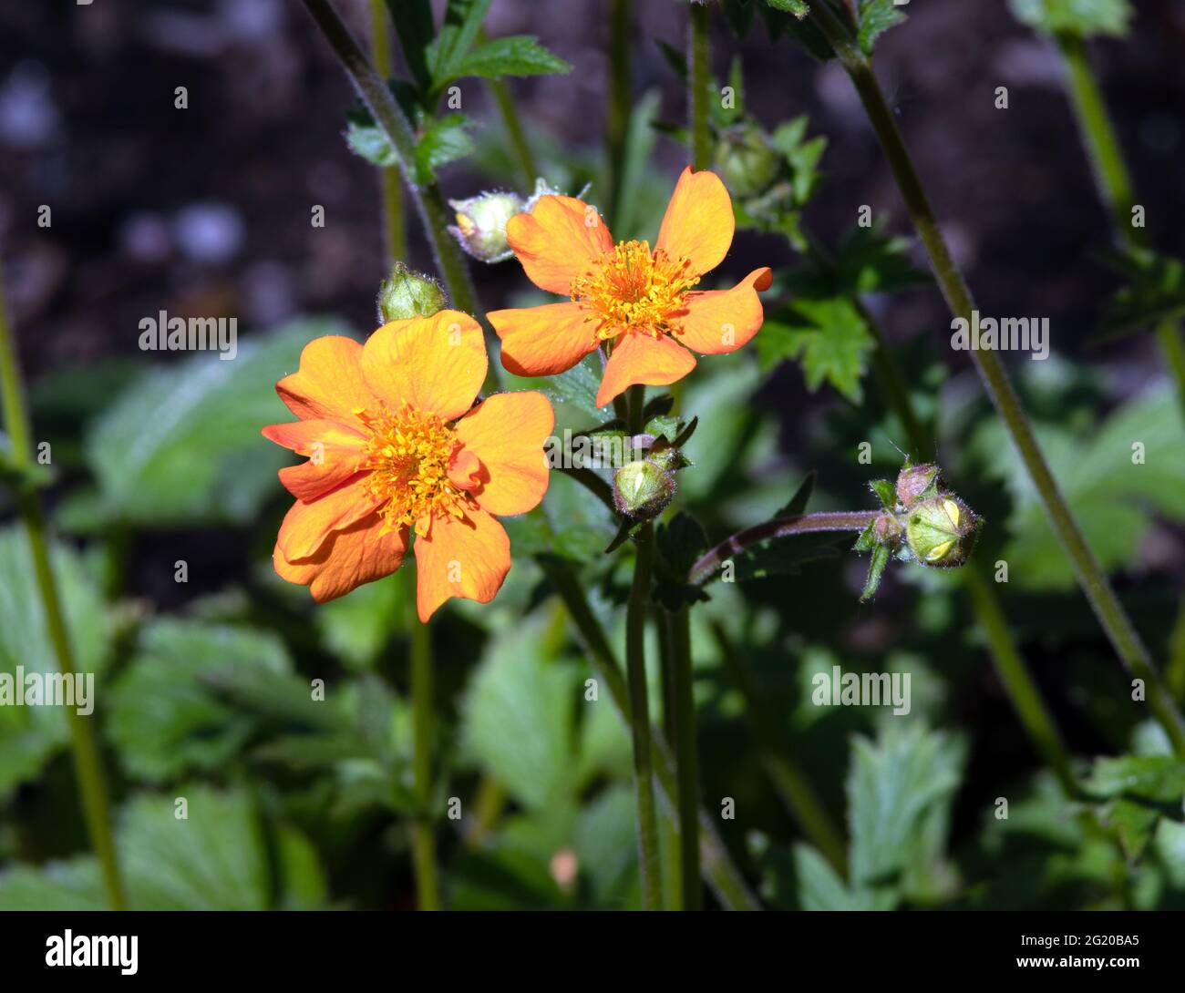 Orange geum hi-res stock photography and images - Alamy