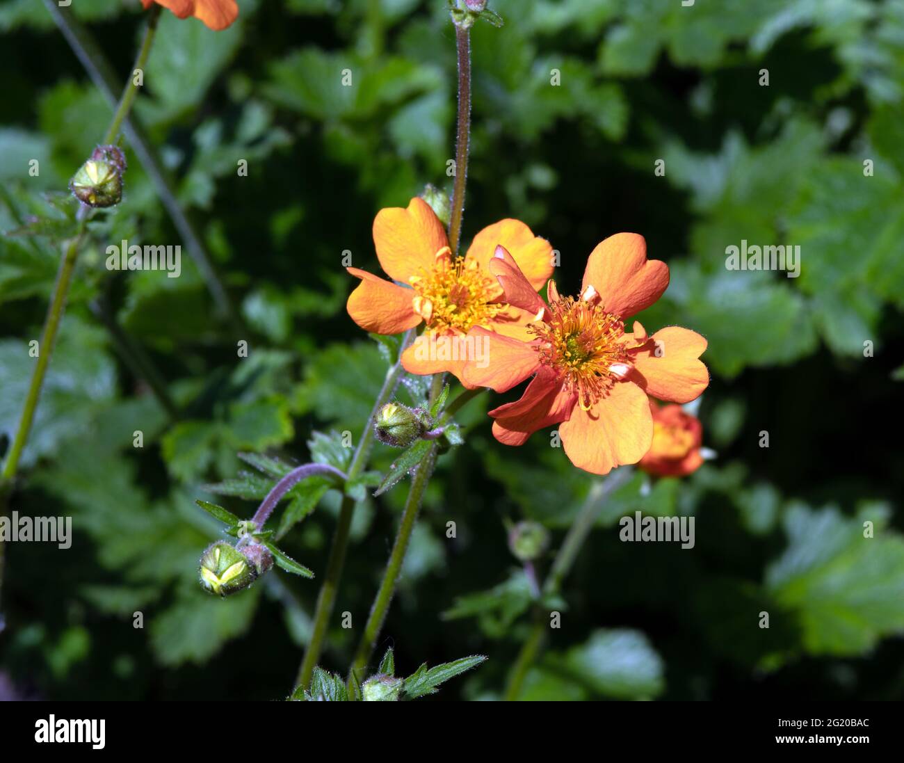 Orange geum hi-res stock photography and images - Alamy