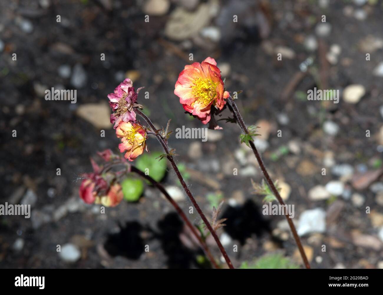 Geum Mango Lassi Stock Photo - Alamy