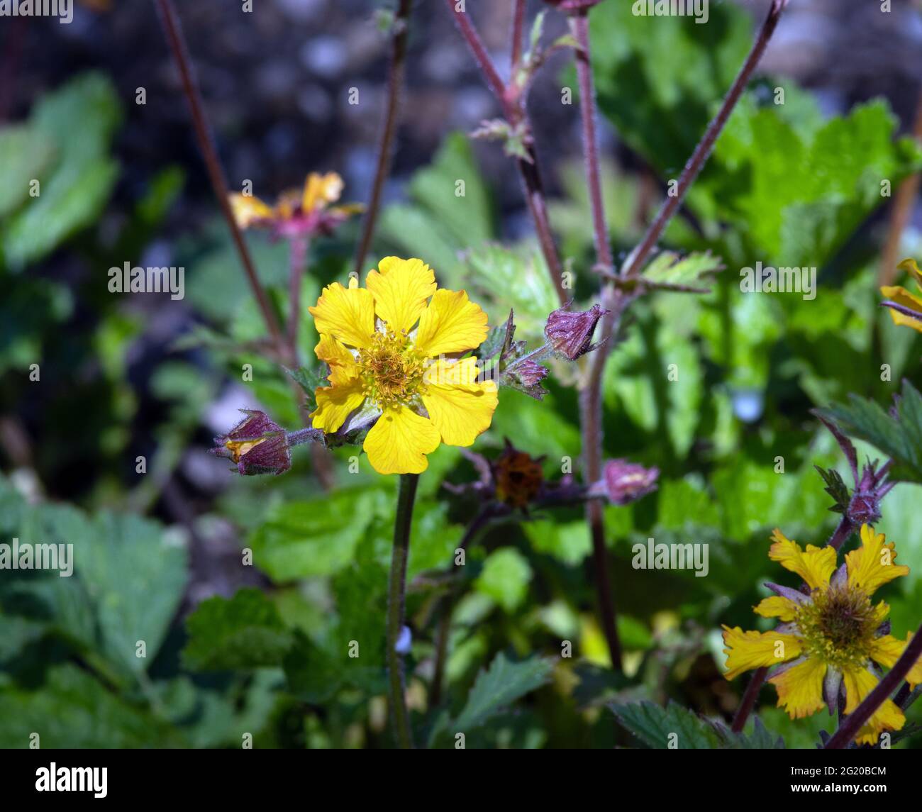 Dusky colours hi-res stock photography and images - Alamy