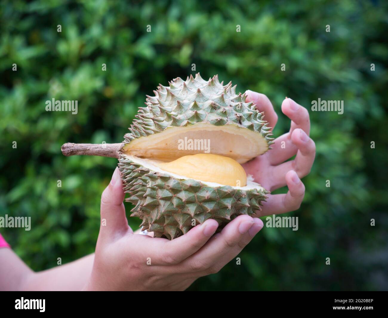 Asian farmer holding durian is a king of fruit Stock Photo - Alamy