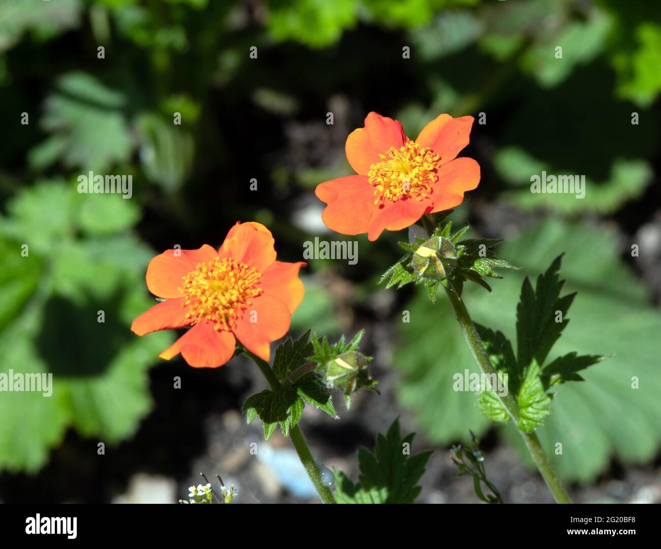 Orange geum hi-res stock photography and images - Alamy