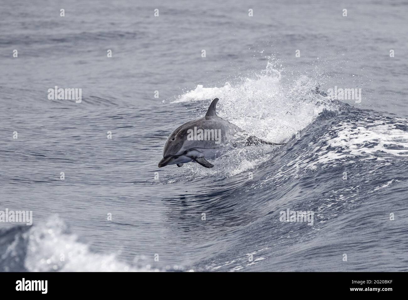 striped dolphin jumping outside the sea Stock Photo - Alamy