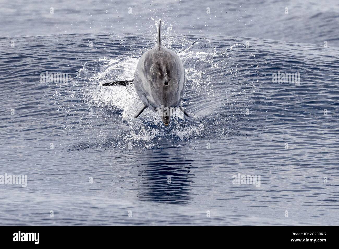 striped dolphin jumping outside the sea Stock Photo - Alamy