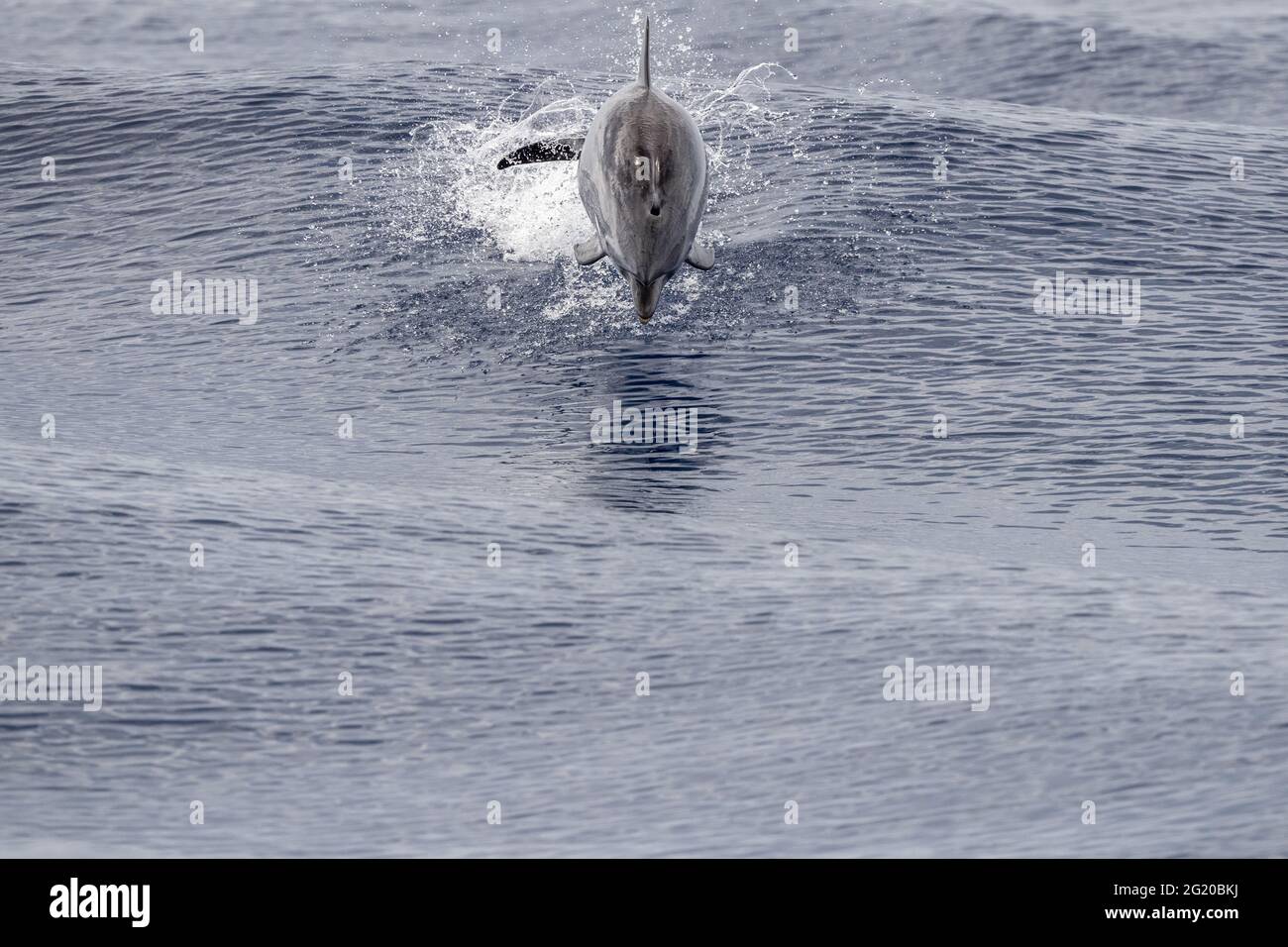 striped dolphin jumping outside the sea Stock Photo - Alamy