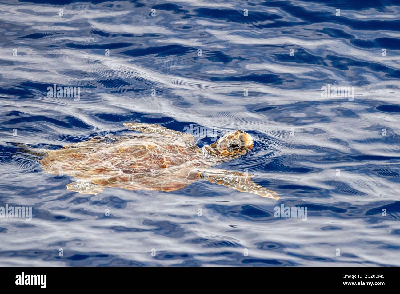 Turtle near the surface hi-res stock photography and images - Alamy