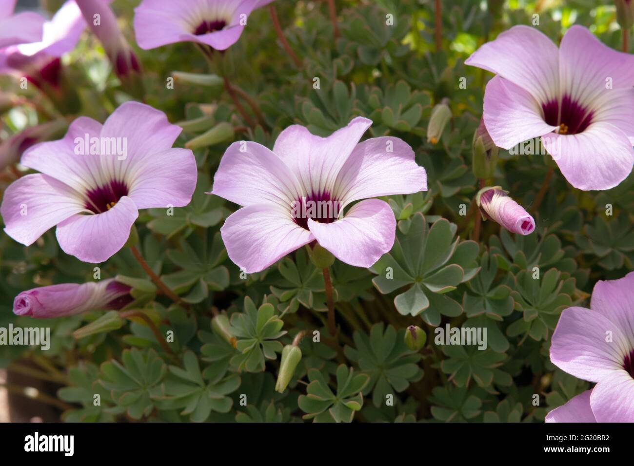 Oxalis dark eye hi-res stock photography and images - Alamy