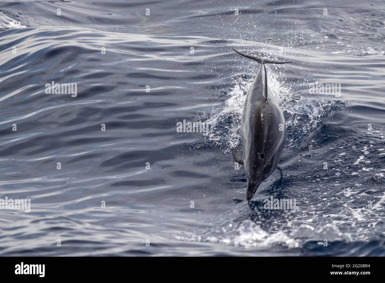 striped dolphin jumping outside the sea Stock Photo - Alamy