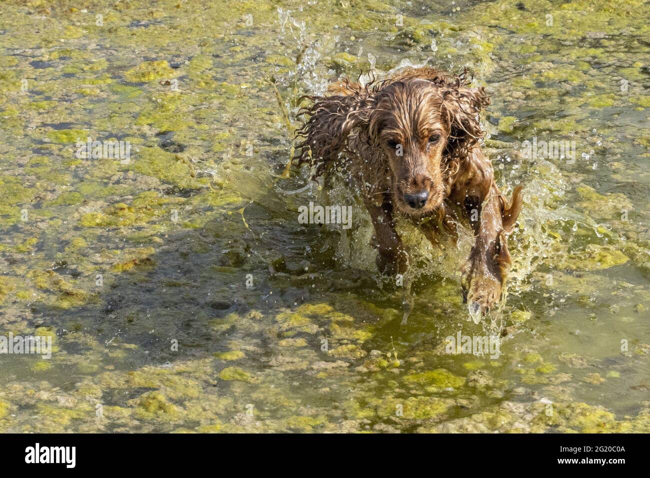 Swamp puppy hi-res stock photography and images - Alamy