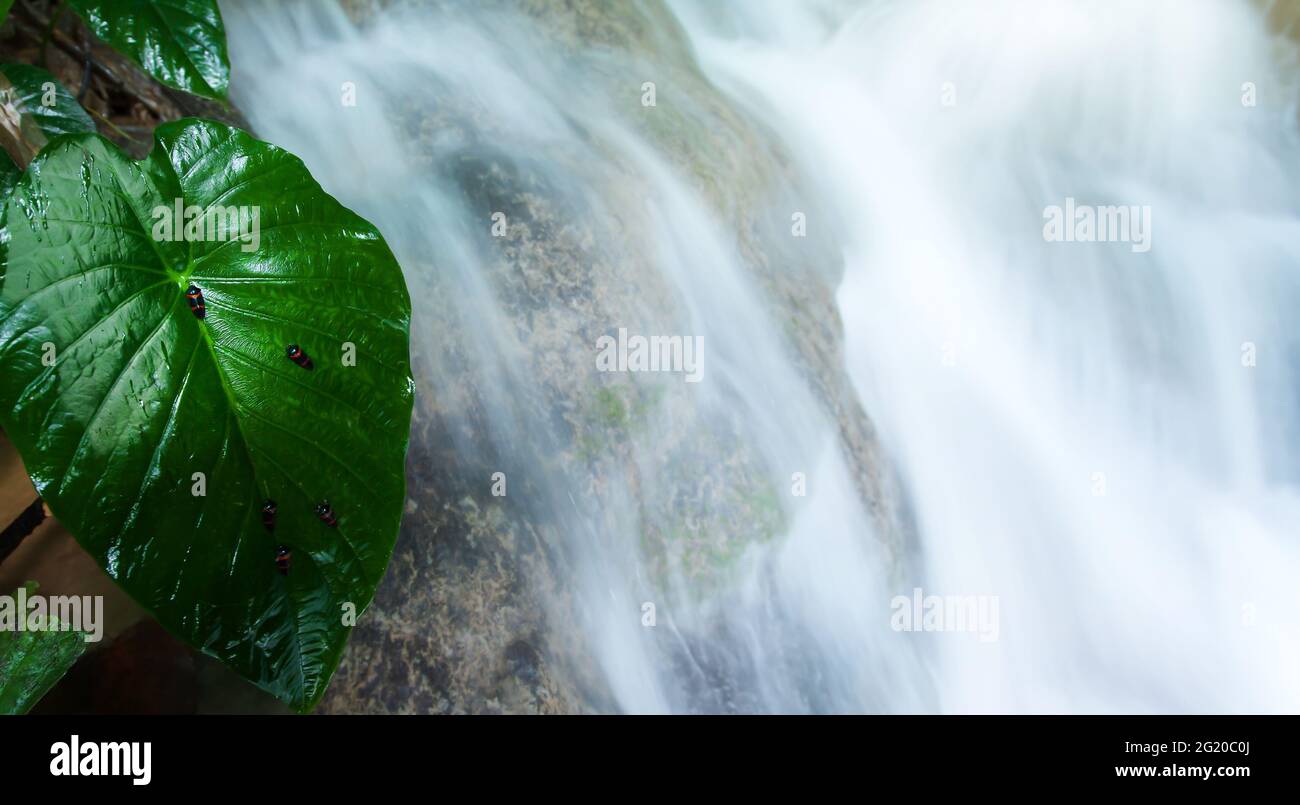 Water falls on taro leaves hi-res stock photography and images - Alamy
