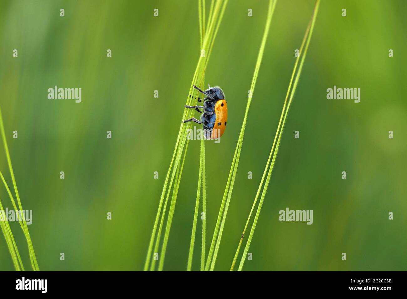 bug insect on green wheat field spike in spring season Stock Photo - Alamy