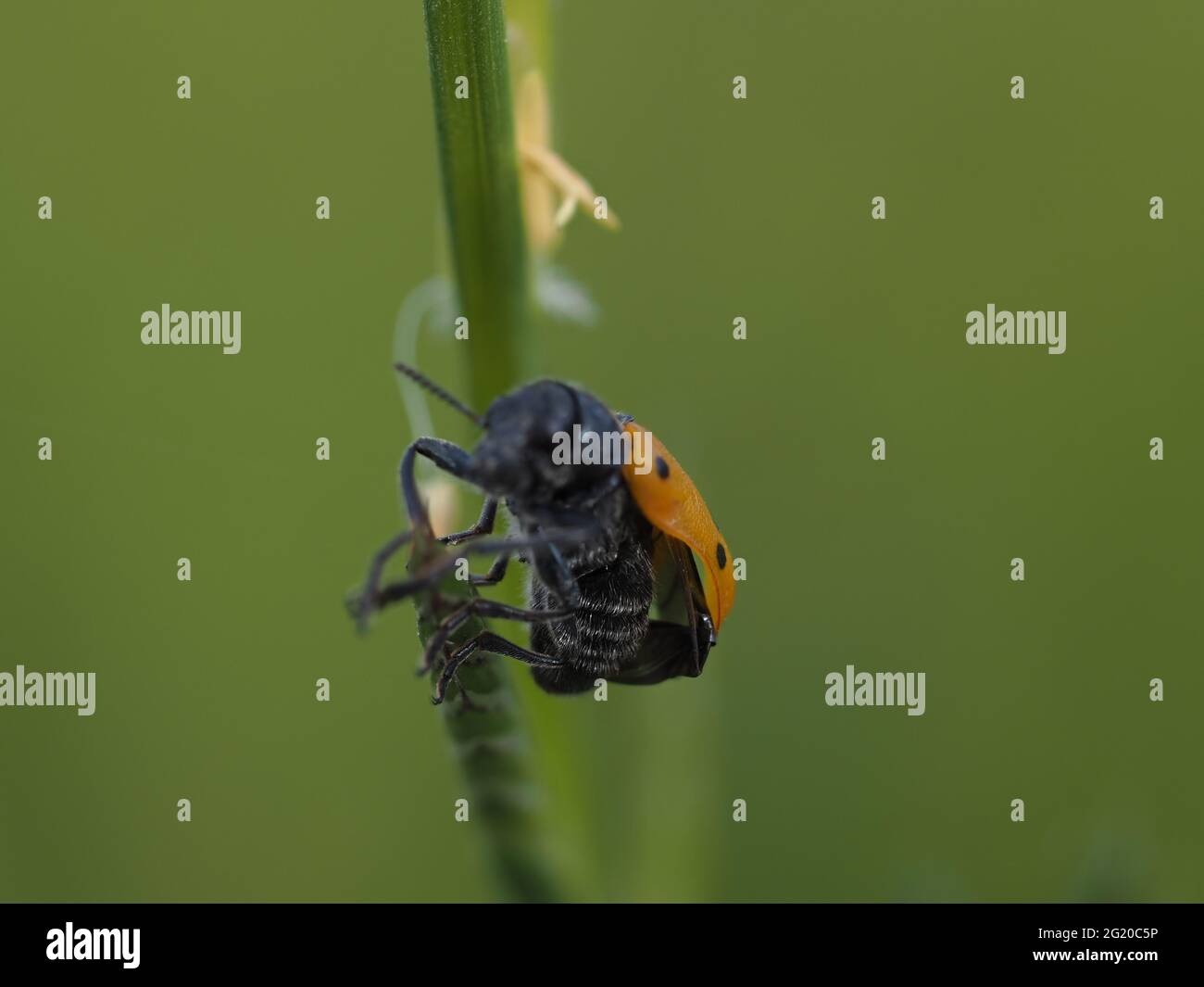 bug insect on green wheat field spike in spring season Stock Photo - Alamy