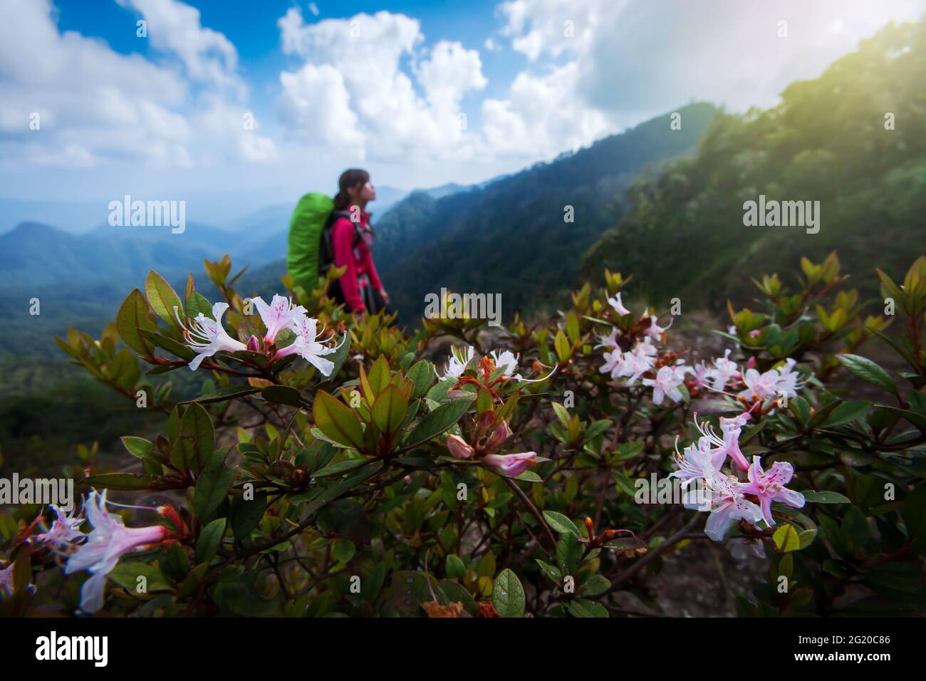 Hiking on Himalayas mountain peak with pink rhododendron flowers are in ...