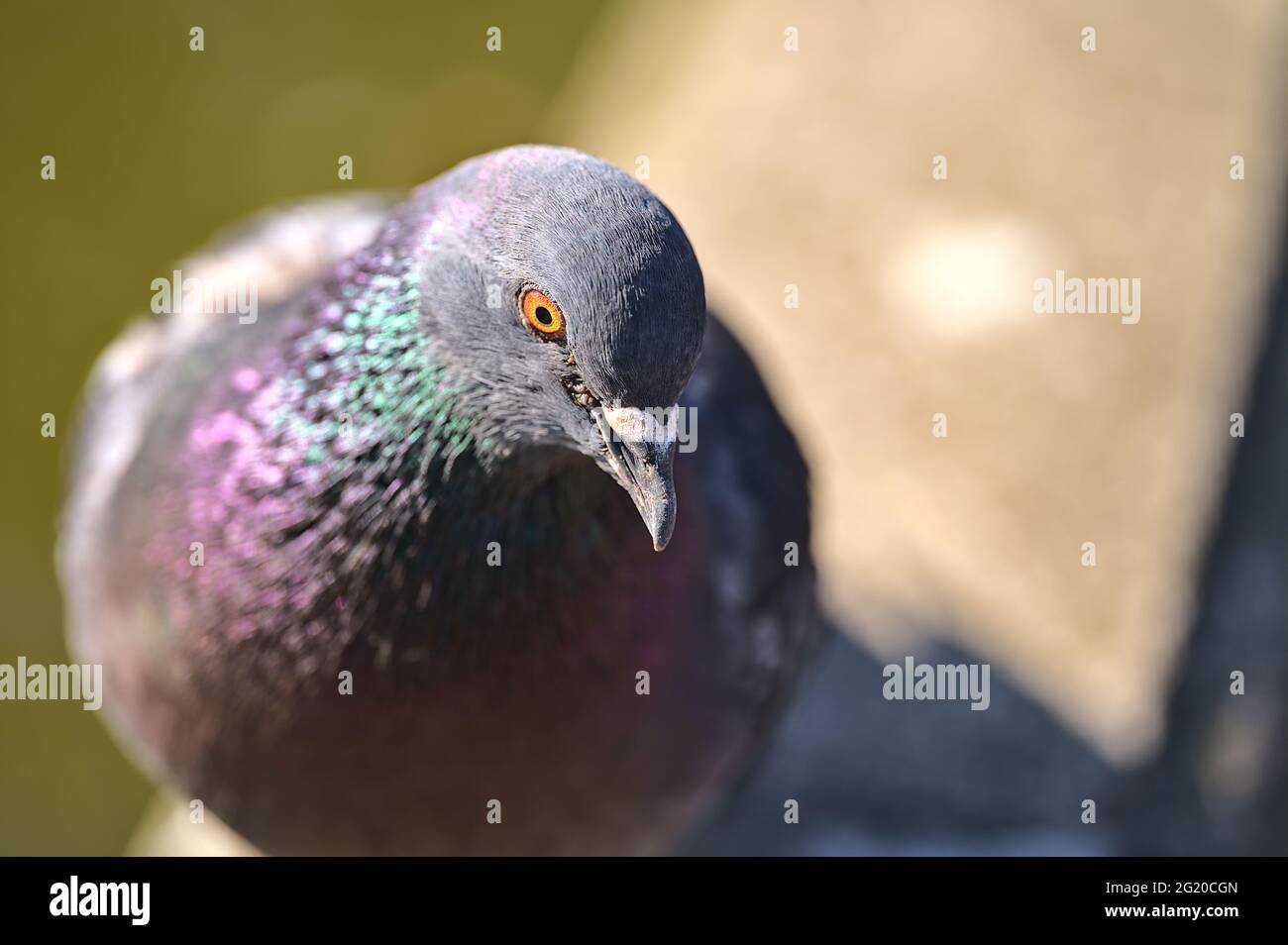 Beautiful closeup view of common city feral pigeon (Columbidae) sitting ...