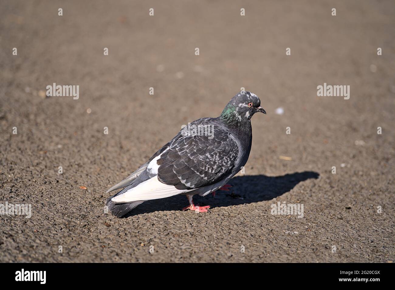 Beautiful closeup view of common city feral pigeon (Columbidae) sitting ...