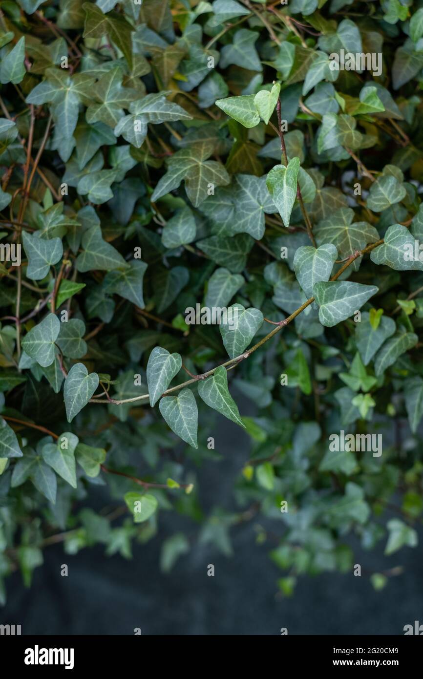 Common ivy or Hedera helix is a clinging and climbing evergreen vine ...